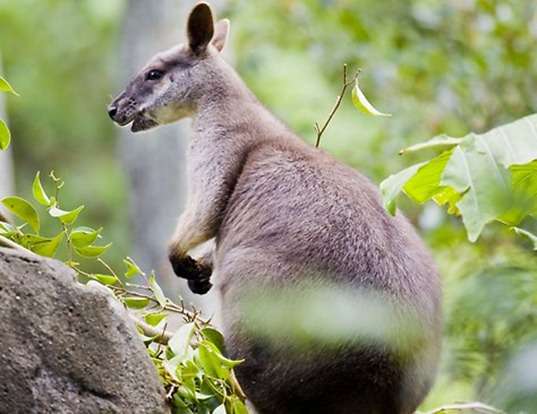 PROSERPINE ROCK WALLABY LIFE EXPECTANCY