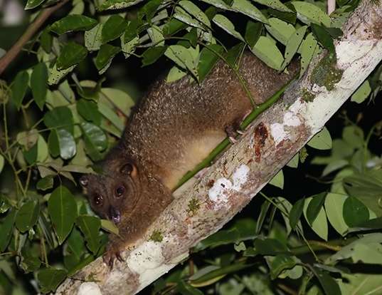 ESPERANZA DE VIDA DE LOS NORTHERN COMMON CUSCUS