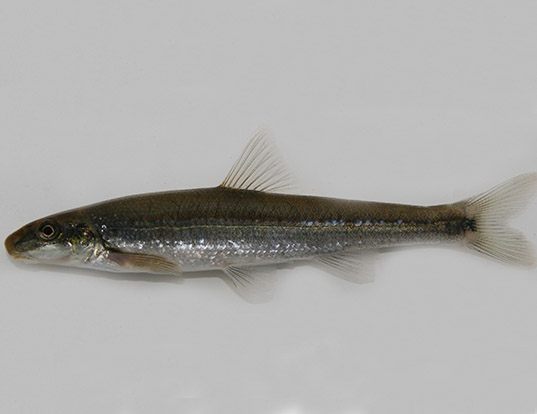 ZEBRA DANIO OR ZEBRAFISH LIFE EXPECTANCY
