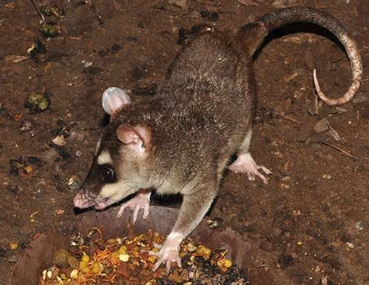 GREY SHORT-TAILED OPOSSUM LIFE EXPECTANCY