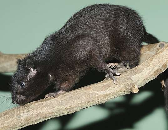 LESSER MOLE RAT LIFE EXPECTANCY