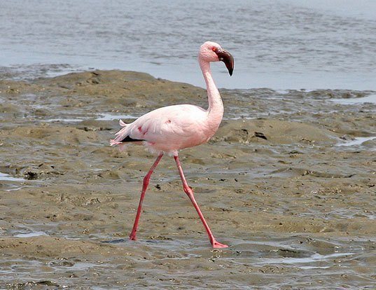 Lesser Flamingo