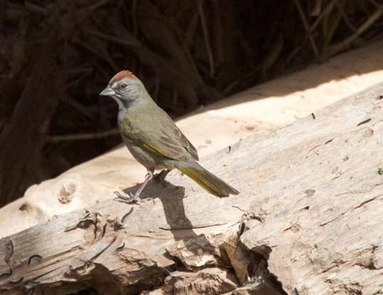 GREEN-TAILED TOWHEE LIFE EXPECTANCY