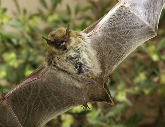 WHITE-LINED BROAD-NOSED BAT LIFE EXPECTANCY