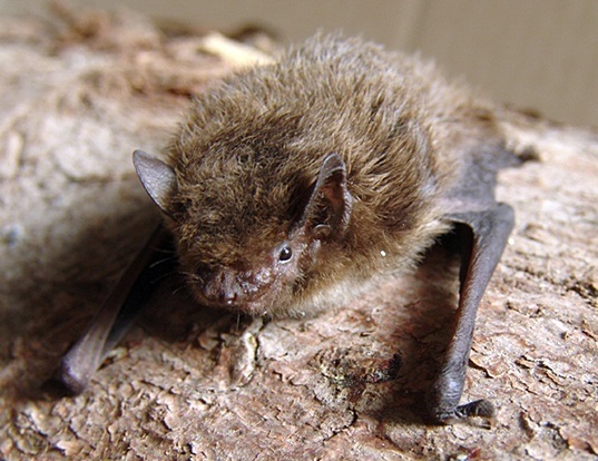 NATHUSIUS'S PIPISTRELLE LIFE EXPECTANCY