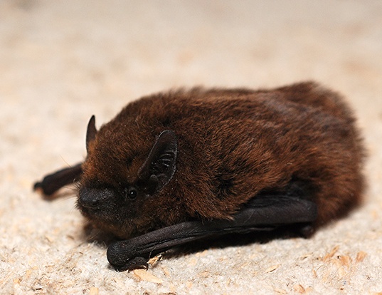 INDIAN FLYING FOX LIFE EXPECTANCY