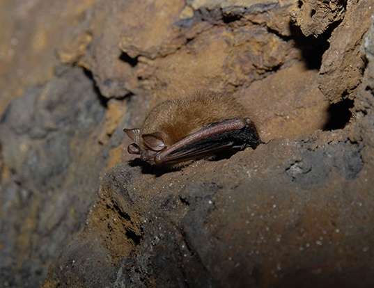 WHITE-LINED BROAD-NOSED BAT LIFE EXPECTANCY