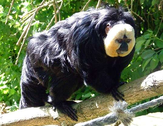 ESPERANZA DE VIDA DE LOS GOLDEN-FACED SAKI