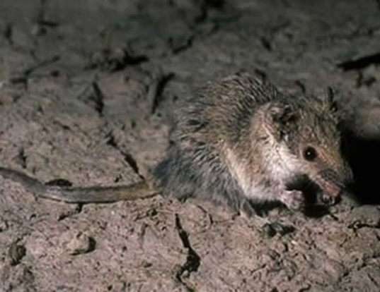 Long Tailed Planigale