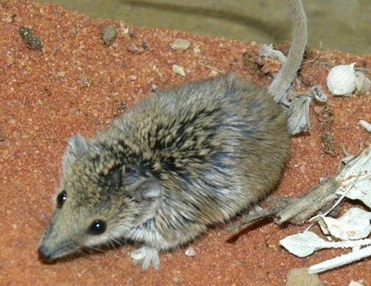 LONG-TAILED PLANIGALE LIFE EXPECTANCY