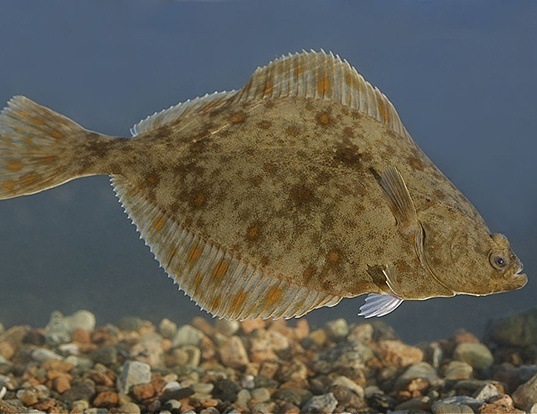 EUROPEAN FLOUNDER LIFE EXPECTANCY