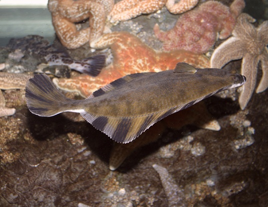 STARRY FLOUNDER LIFE EXPECTANCY