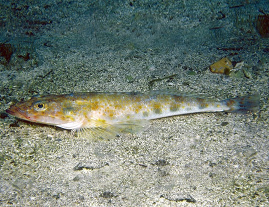 TIGER FLATHEAD LIFE EXPECTANCY