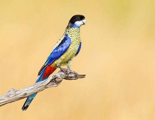 NORTHERN ROSELLA LIFE EXPECTANCY