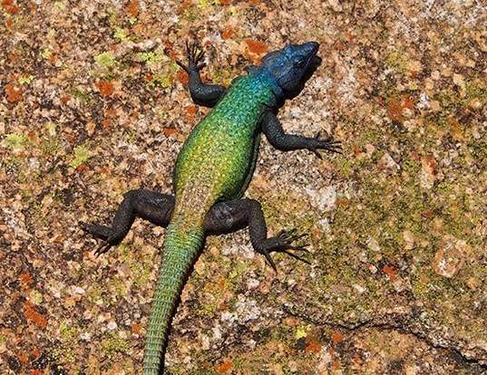 LESSER FLAT LIZARD LIFE EXPECTANCY