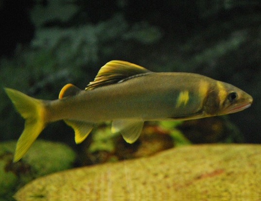 RAINBOW SMELT LIFE EXPECTANCY