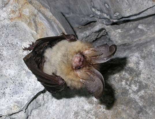 WHITE-LINED BROAD-NOSED BAT LIFE EXPECTANCY
