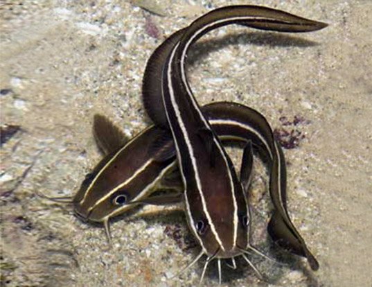 STRIPED EEL-CATFISH LIFE EXPECTANCY