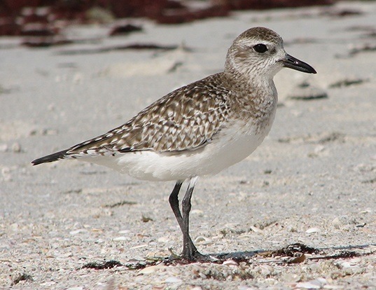 GREY PLOVER LIFE EXPECTANCY