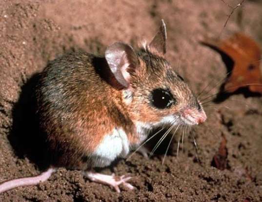 NORTHERN GRASSHOPPER MOUSE LIFE EXPECTANCY