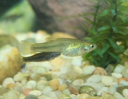 BLACK-STRIPE MINNOW LIFE EXPECTANCY