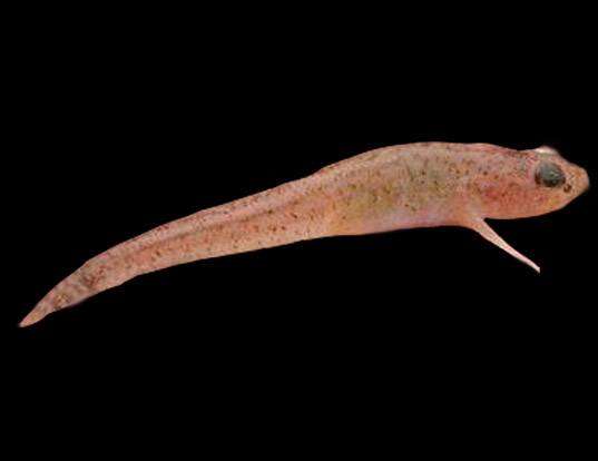 ARROW GOBY LIFE EXPECTANCY