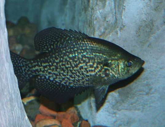 BLACK CRAPPIE LIFE EXPECTANCY
