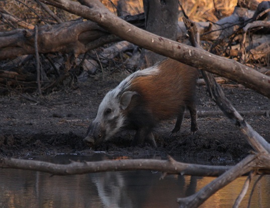 BUSHPIG LIFE EXPECTANCY