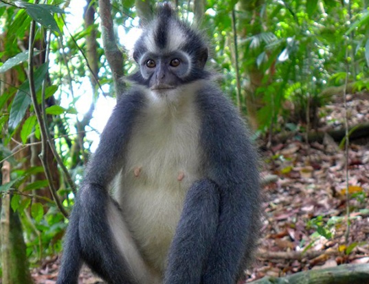 THOMAS'S LANGUR LIFE EXPECTANCY