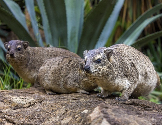 EASTERN TREE HYRAX LIFE EXPECTANCY