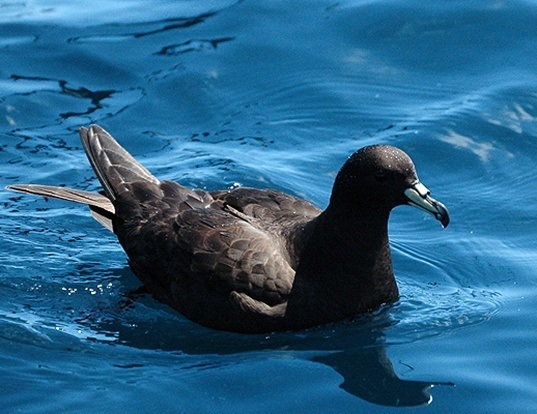 BLACK PETREL LIFE EXPECTANCY