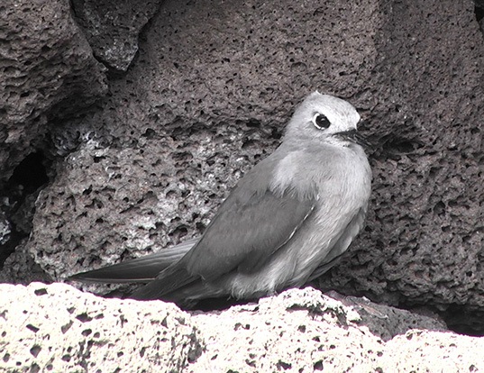 BLUE NODDY LIFE EXPECTANCY