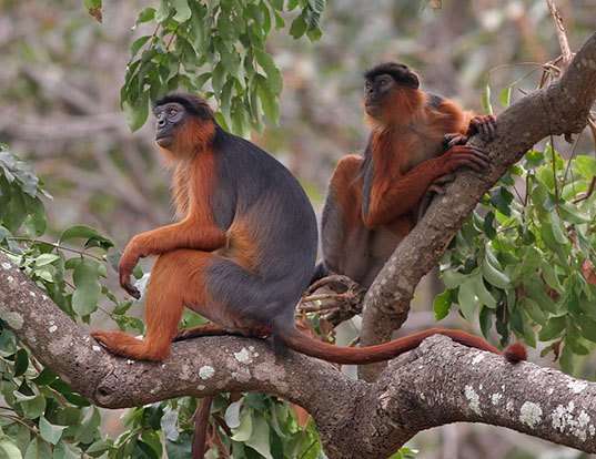 PREUSS'S MONKEY LIFE EXPECTANCY