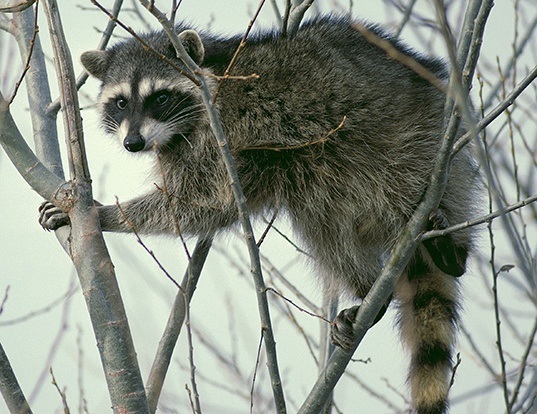 NORTHERN RACCOON LIFE EXPECTANCY