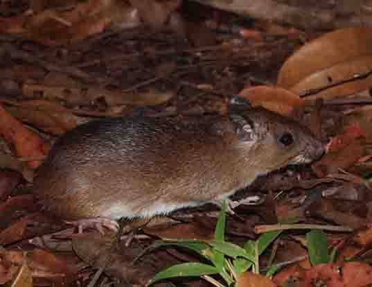 LESSER CANE RAT LIFE EXPECTANCY