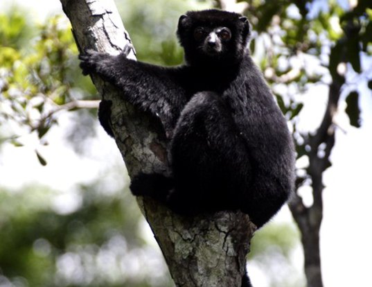 PERRIER'S SIFAKA LIFE EXPECTANCY