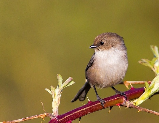 BUSHTIT LIFE EXPECTANCY