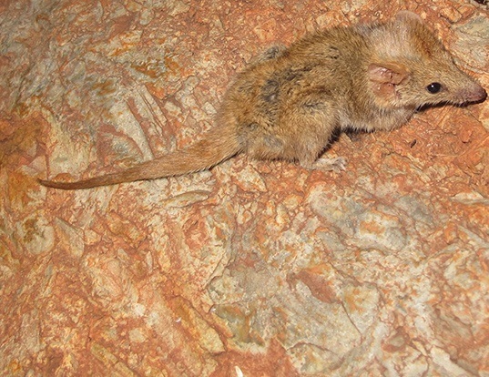 LONG-TAILED FIELD MOUSE LIFE EXPECTANCY