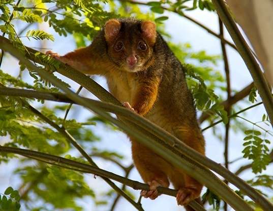 SHORT-EARED BRUSHTAIL POSSUM LIFE EXPECTANCY