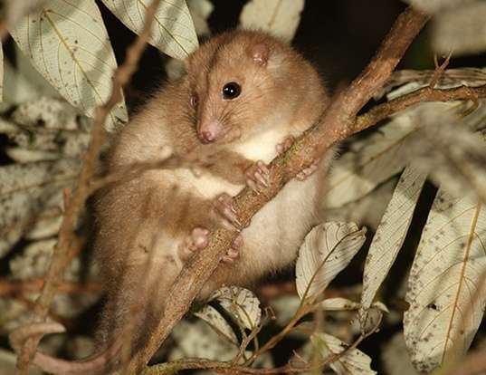 BRUSHTAIL POSSUM LIFE EXPECTANCY