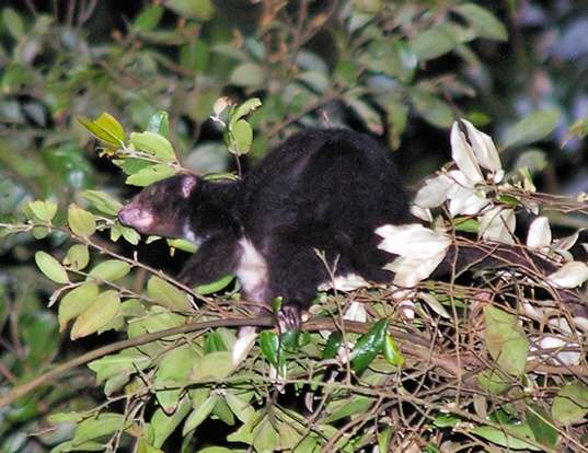 FEATHERTAIL GLIDER LIFE EXPECTANCY