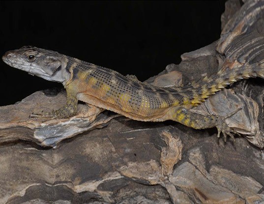 S. AFRICAN SMOOTH-BACKED LIZARD LIFE EXPECTANCY