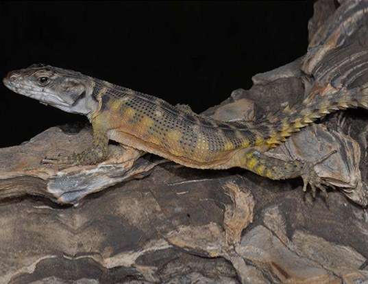 ESPERANZA DE VIDA DE LOS S. AFRICAN SMOOTH-BACKED LIZARD
