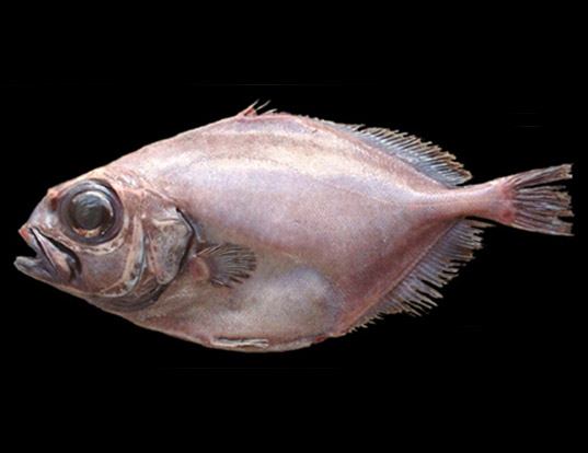 SMOOTH OREO LIFE EXPECTANCY