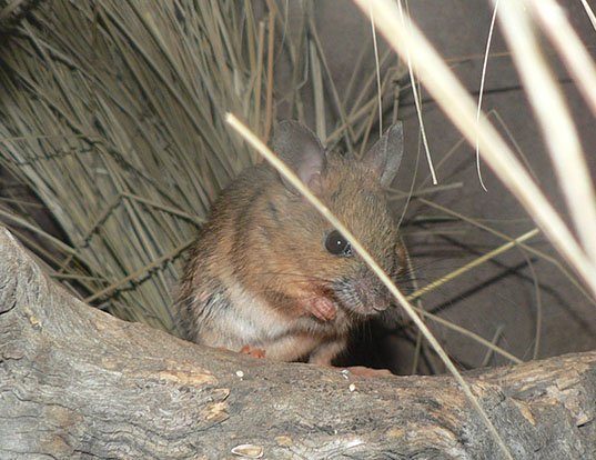 LONG-TAILED FIELD MOUSE LIFE EXPECTANCY