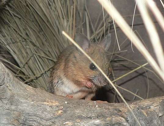 NORTHERN GRASSHOPPER MOUSE LIFE EXPECTANCY