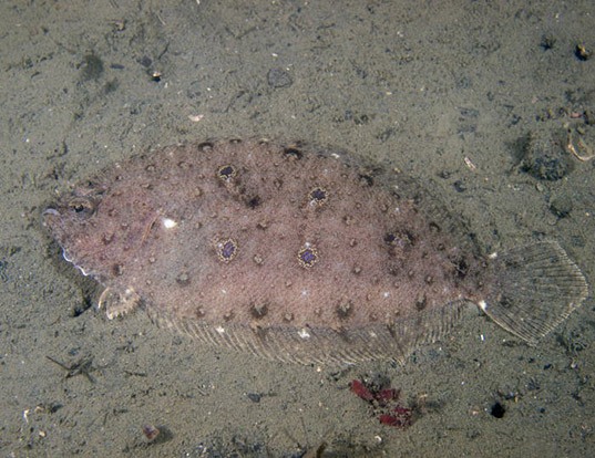 FIVESPOT FLOUNDER LIFE EXPECTANCY