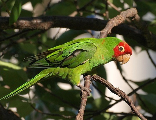RED-MASKED CONURE LIFE EXPECTANCY