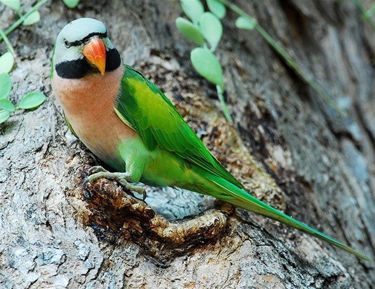PLUM-HEADED PARAKEET LIFE EXPECTANCY