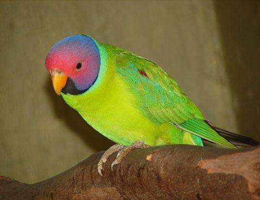 ALEXANDRINE PARAKEET LIFE EXPECTANCY